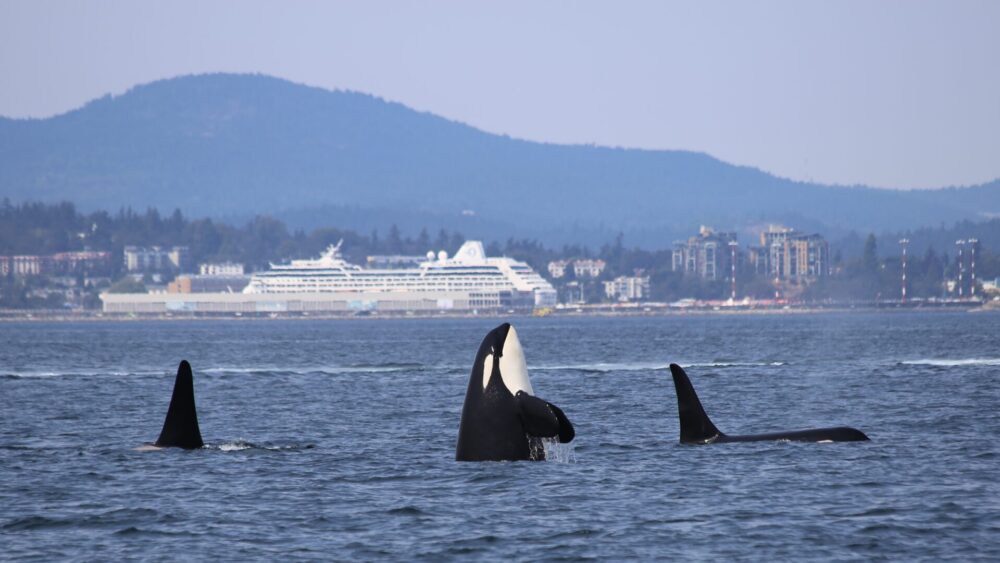Ecotheology: An Orca’s Perspective - The Seattle School of Theology ...